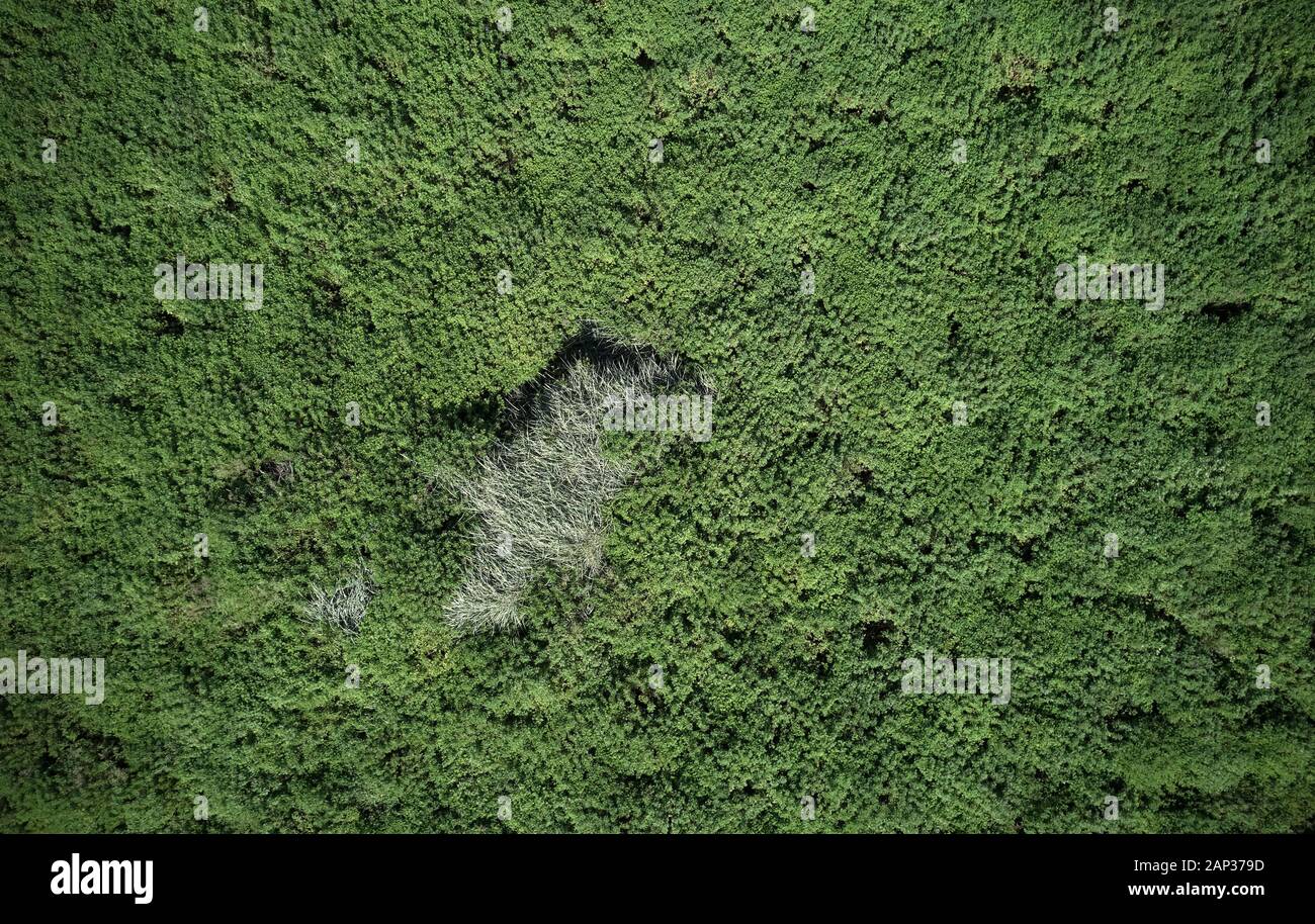 Low level bushes hi-res stock photography and images - Alamy