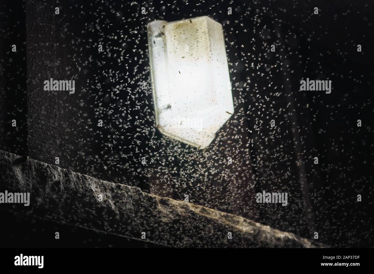 Mosquito swarm near light at night. Photo with noise grain Stock Photo ...
