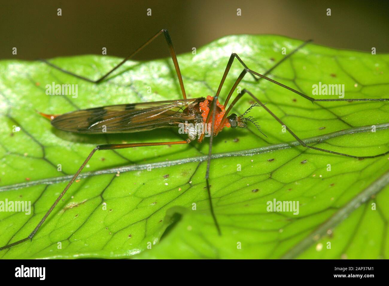 Crane fly (Gynoplistia) infected with parasitic mites Stock Photo - Alamy