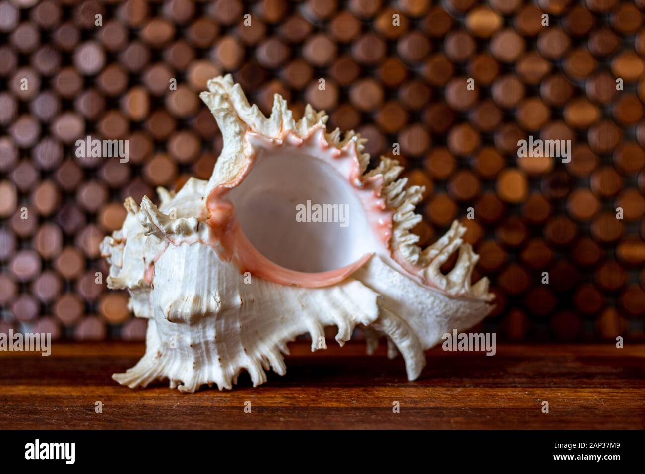 Macro photo seashell hi-res stock photography and images - Alamy