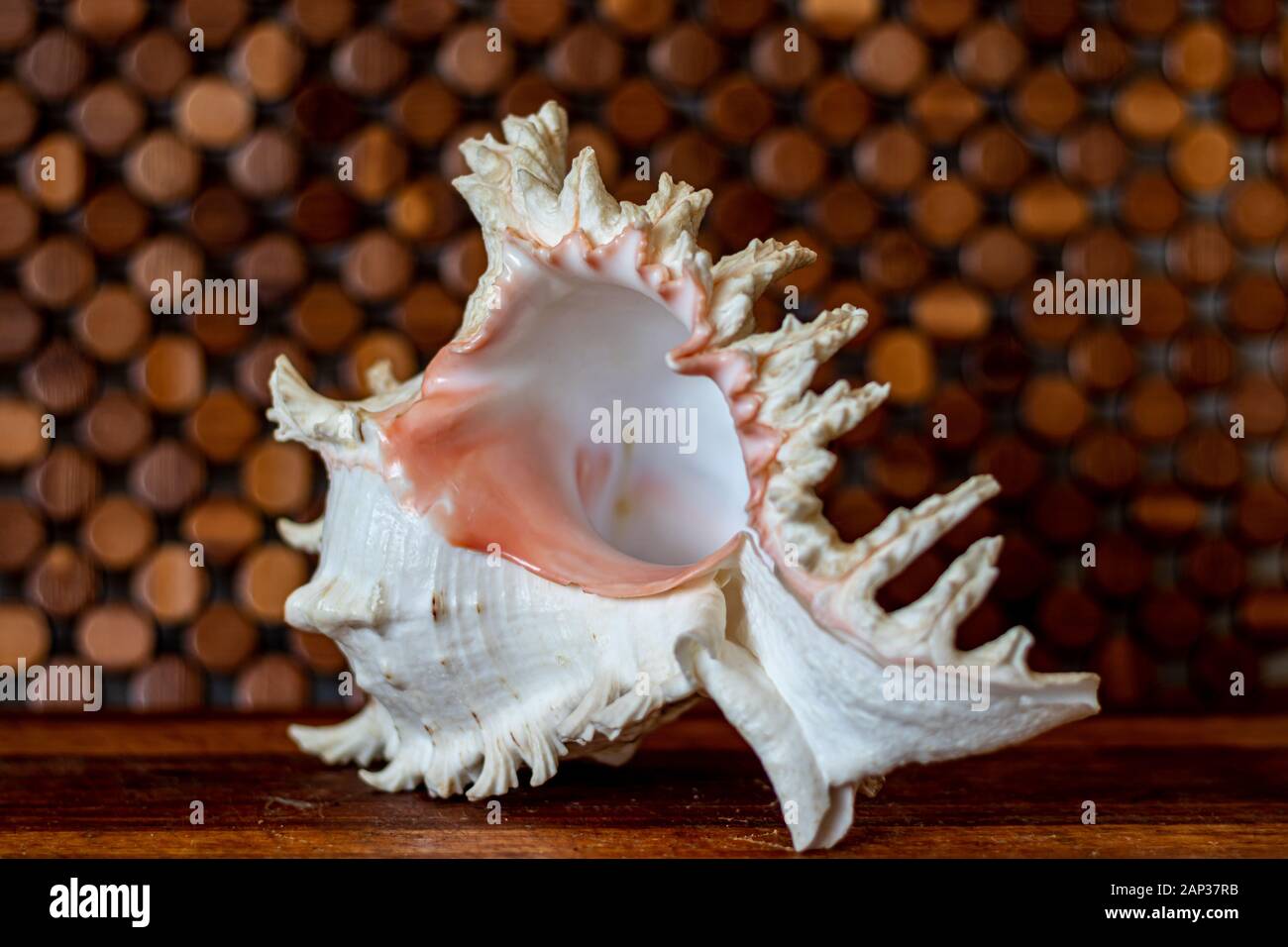 Photo of Large Seashell in high resolution Stock Photo - Alamy