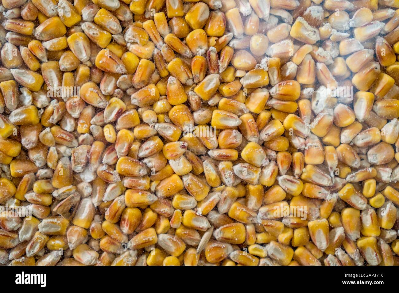 Corn texture. Yellow corns as background. Maize grains texture ...