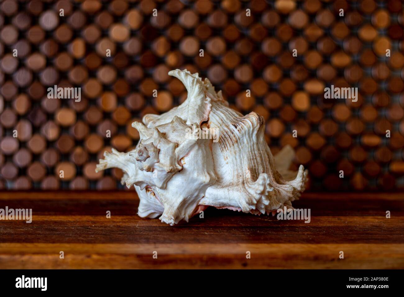 Photo of Large Seashell in high resolution Stock Photo - Alamy