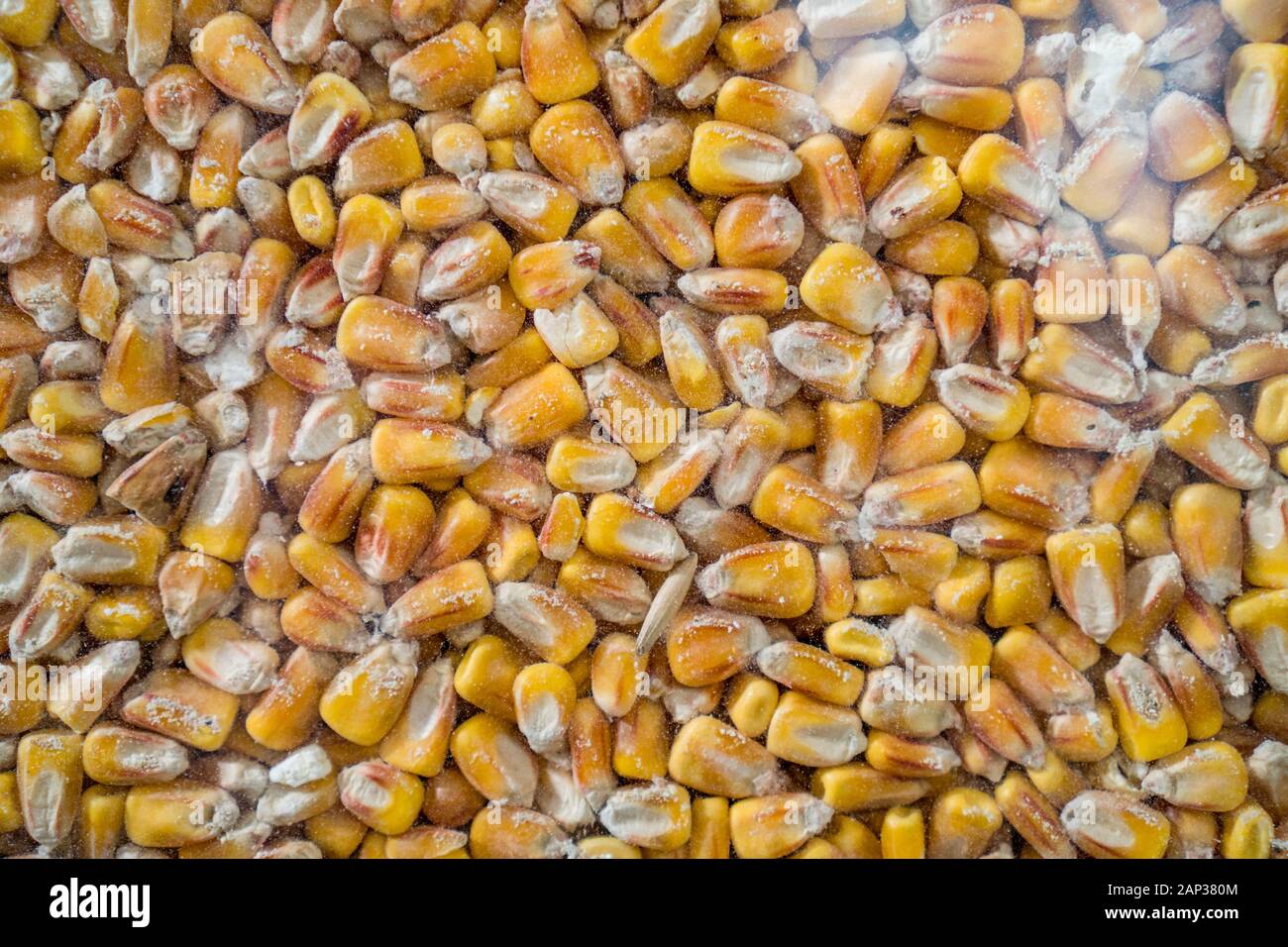 Corn texture. Yellow corns as background. Maize grains texture ...