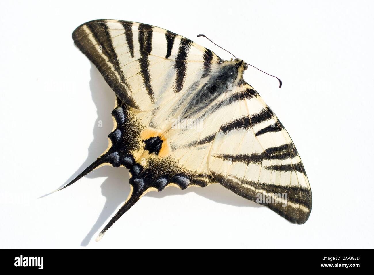 Dead butterfly isolated on white hi-res stock photography and images ...