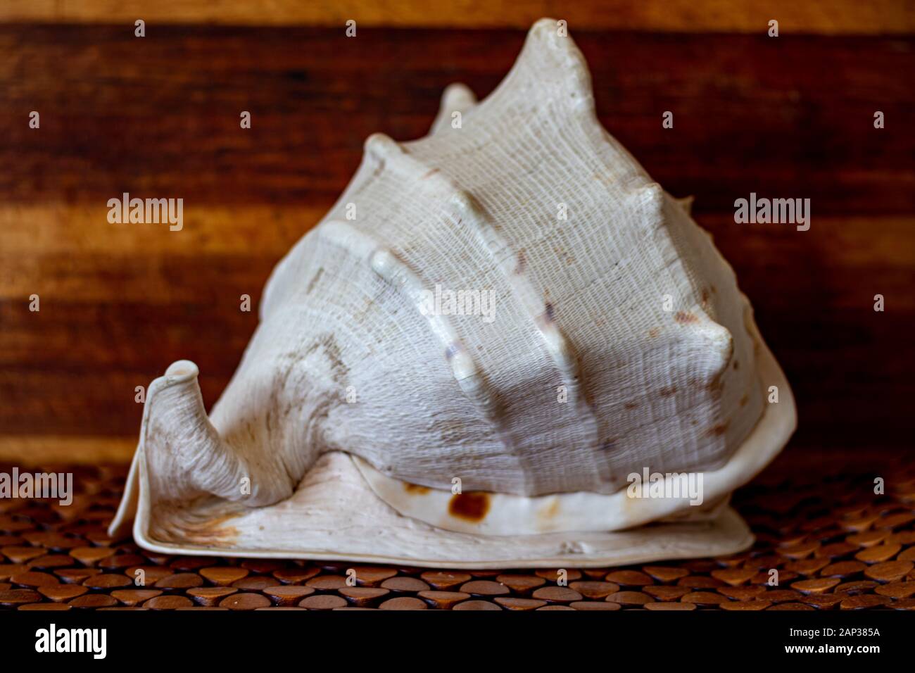 Photo of Large Seashell in high resolution Stock Photo - Alamy