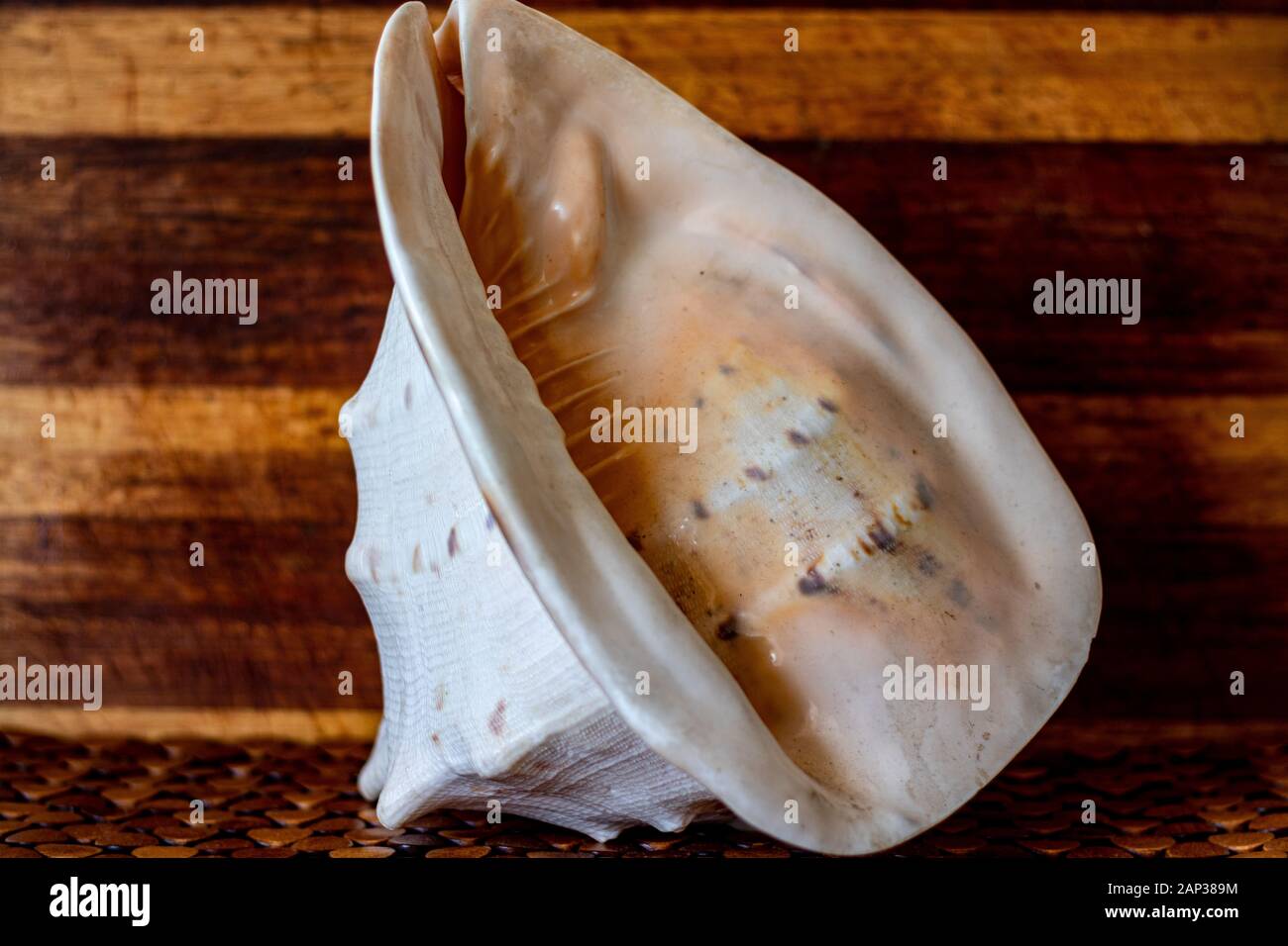 Macro photo seashell hi-res stock photography and images - Alamy