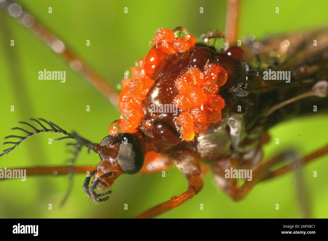 Mites hi-res stock photography and images - Alamy