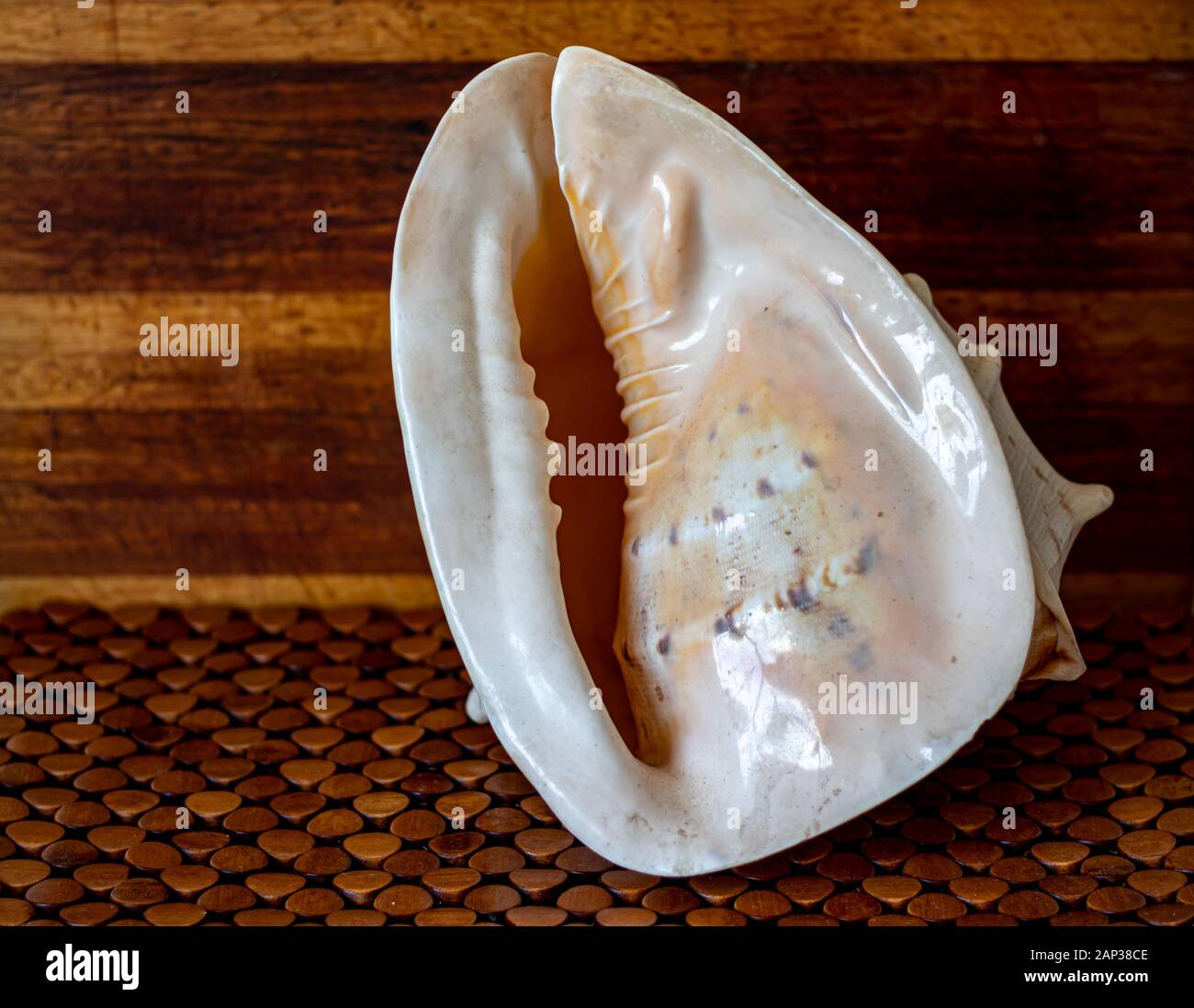 Photo of Large Seashell in high resolution Stock Photo - Alamy