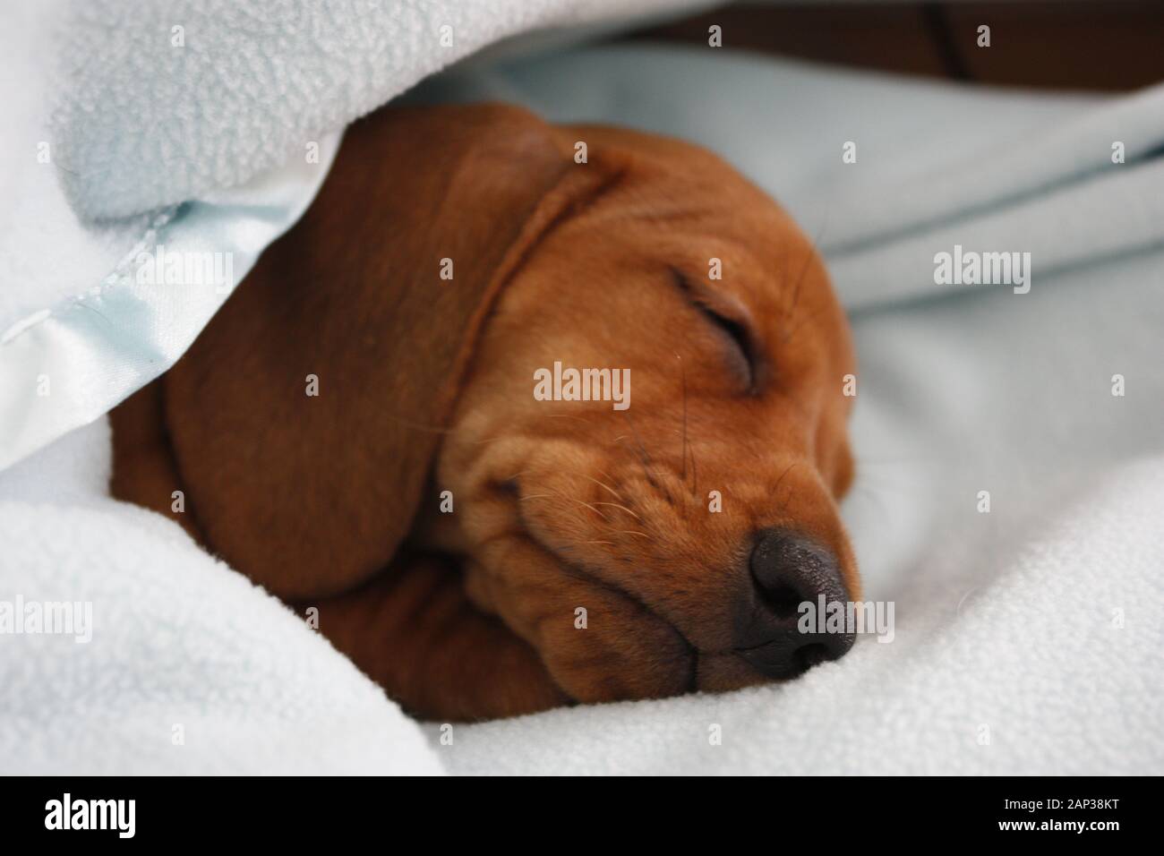 One of the world's best loved dog breeds, the Miniature Dachshund ...