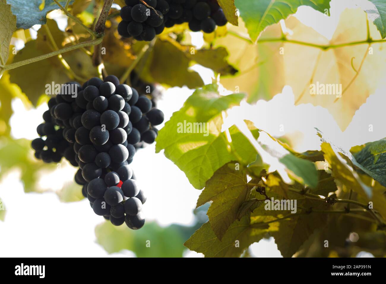 Healthy grapevine hi-res stock photography and images - Alamy