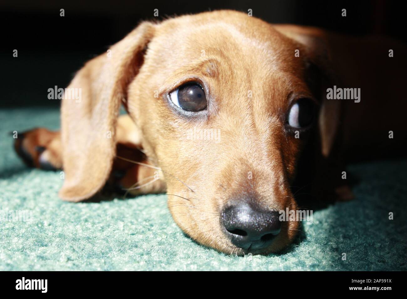 One of the world's best loved dog breeds, the Miniature Dachshund ...