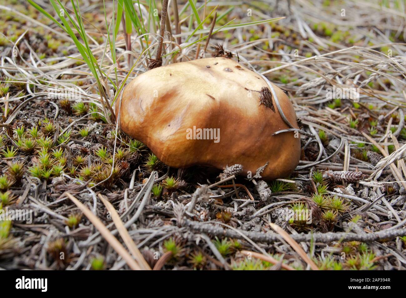 Suillus brevipes. Short Stemmed Bolete Mushroom growing in a wooded ...