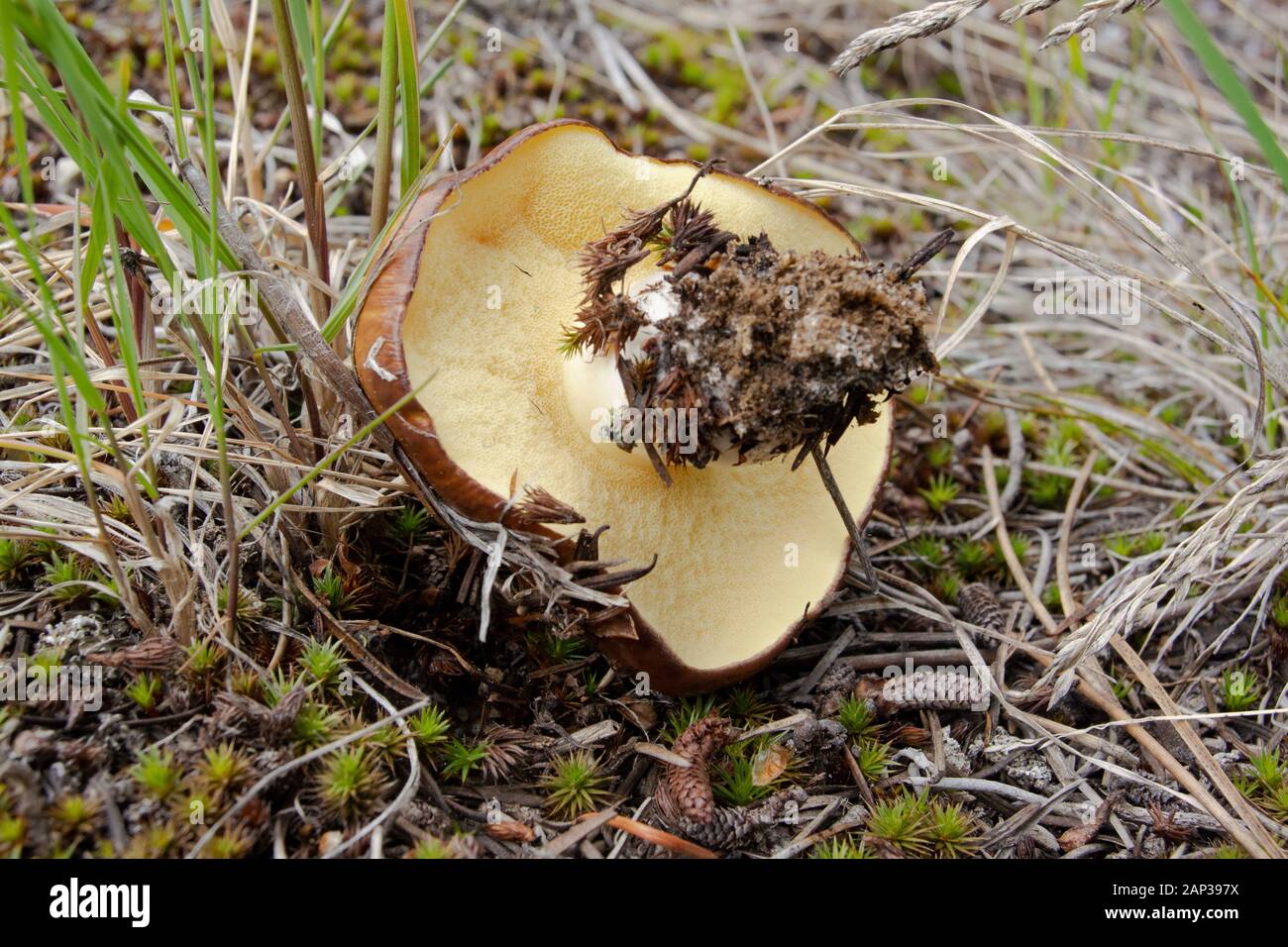Suillus brevipes. Short Stemmed Bolete Mushroom growing in a wooded ...