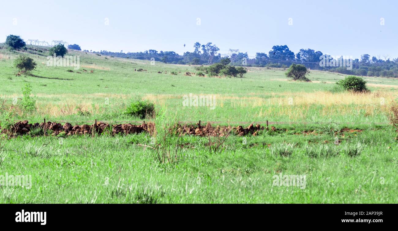 African Grass land photo with blue sky Stock Photo - Alamy