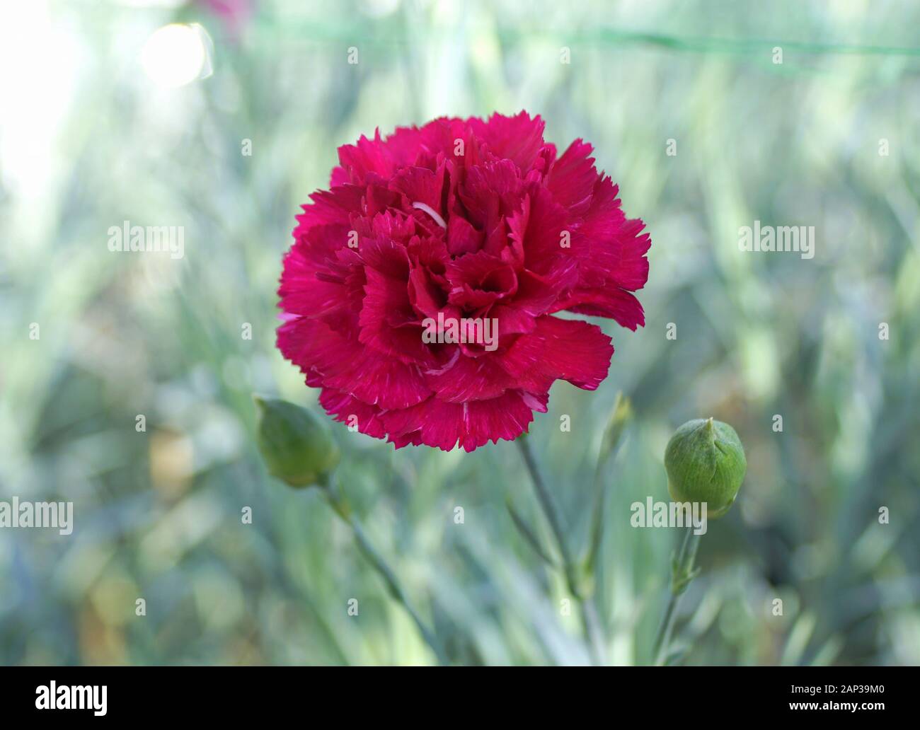 Red carnation flower hi-res stock photography and images - Alamy