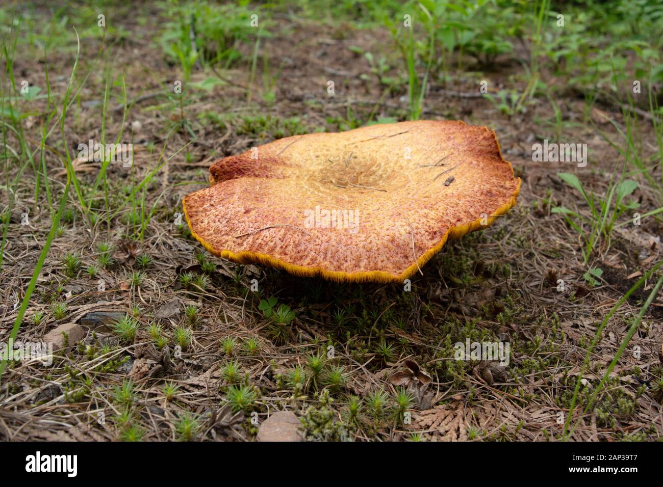 Suillus lakei. An old Western Painted Suillus Mushroom growing in rocky ...