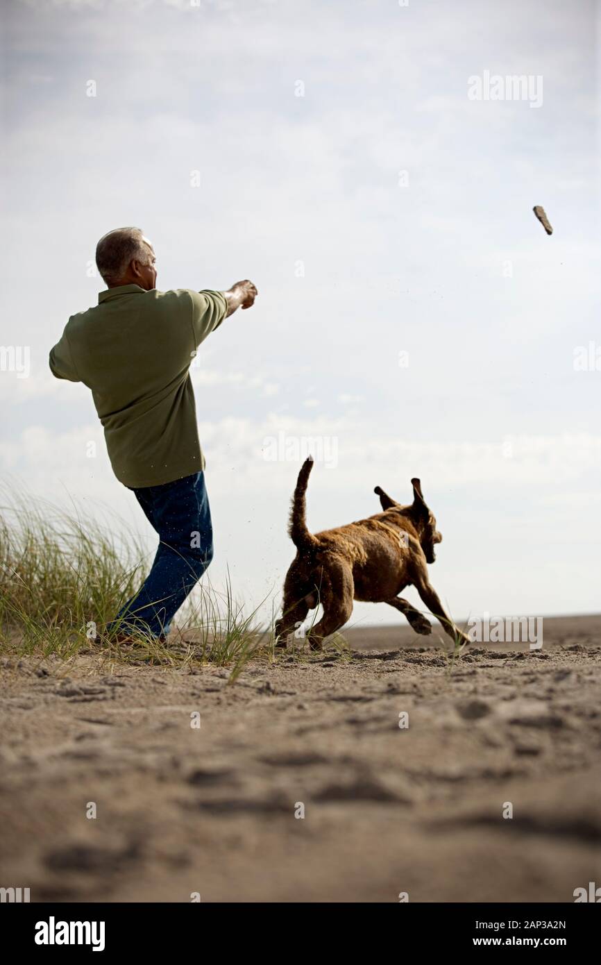 Mature adult man throwing a stick for his dog on a beach Stock Photo ...