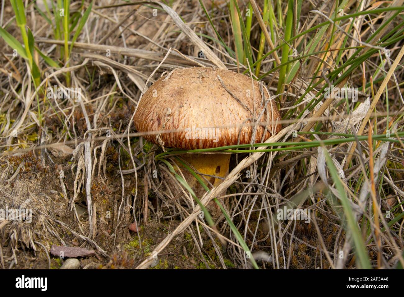 Western painted suillus hi-res stock photography and images - Alamy