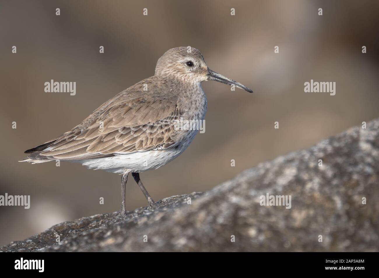 A dunlin is climbing up the rocks along a jetty Stock Photo - Alamy