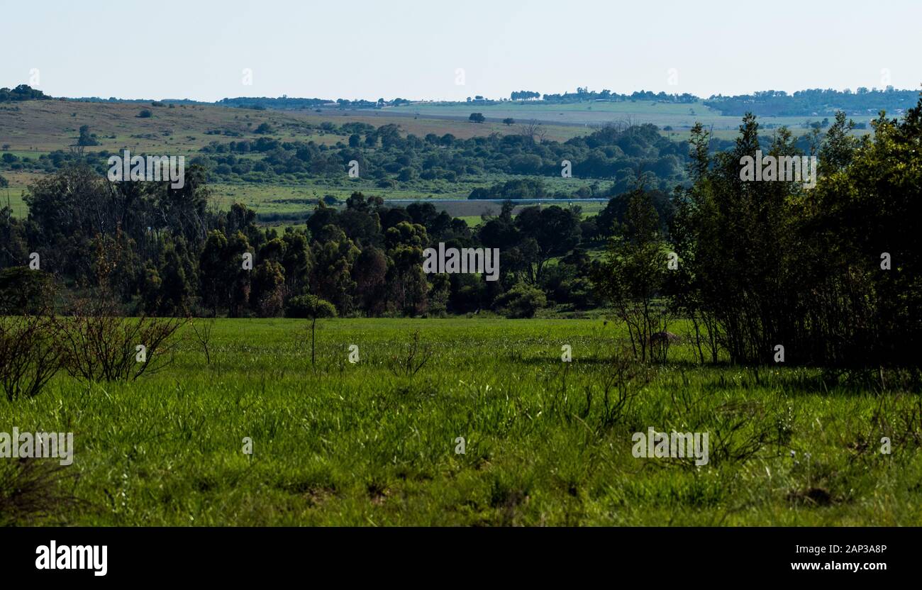 African Grass land photo with blue sky Stock Photo - Alamy