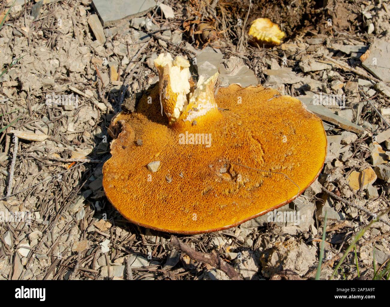 Suillus lakei var pseudopictus hi-res stock photography and images - Alamy
