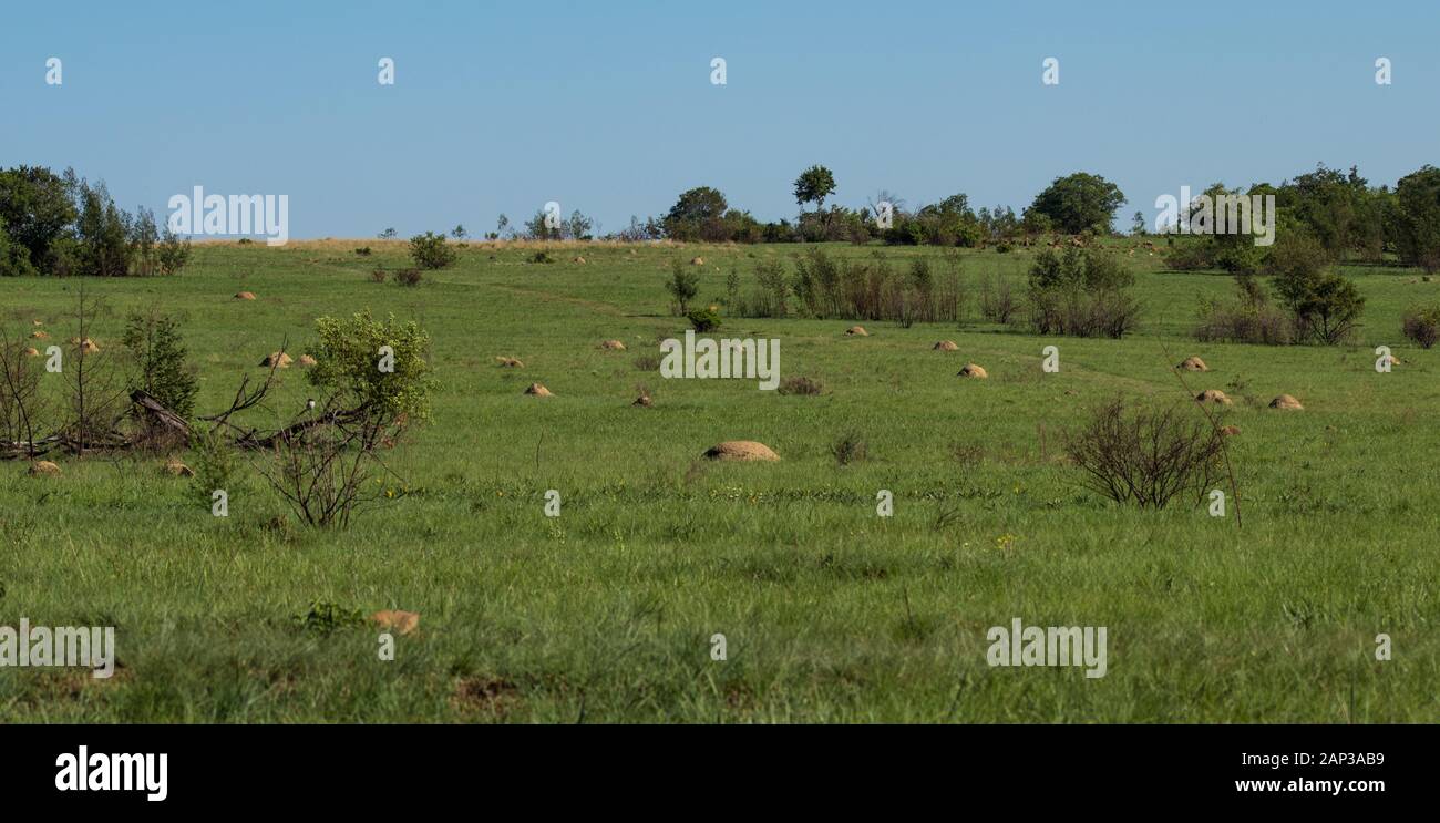 African Grass land photo with blue sky Stock Photo - Alamy
