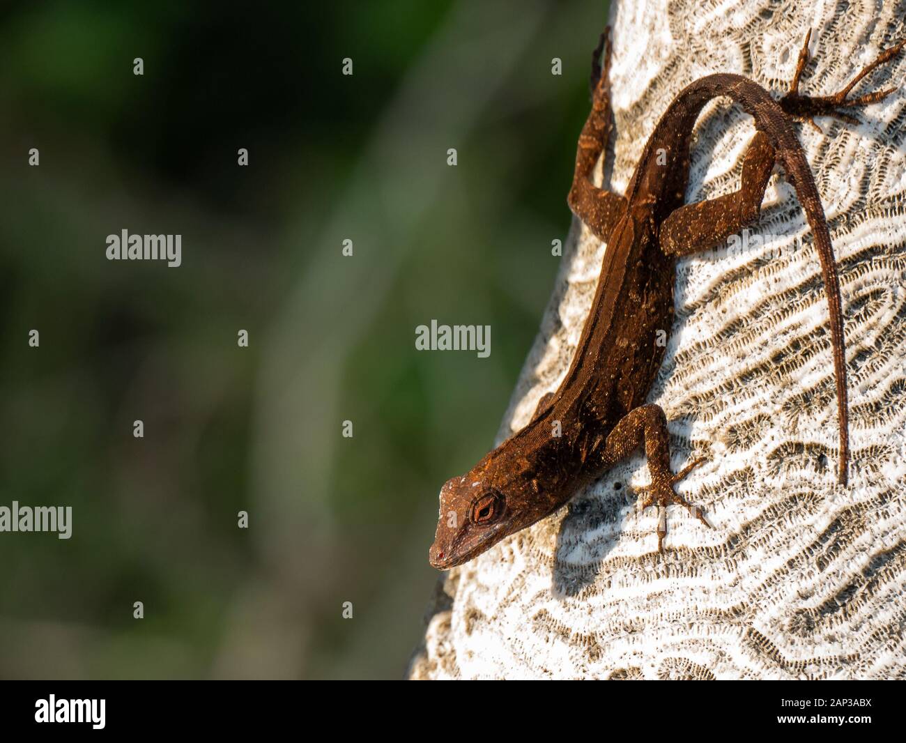 Brown colored anole lizard, Anolis species, on carved coral in Miami ...