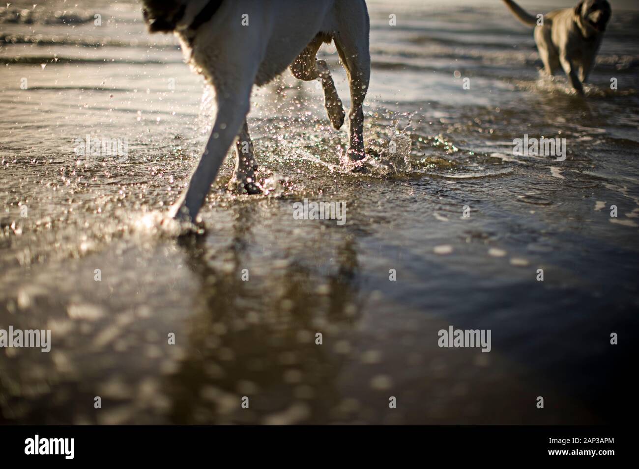 Dogs playing on beach Stock Photo - Alamy