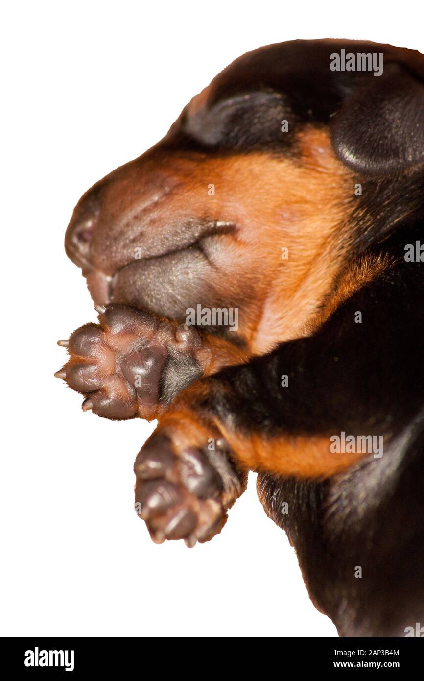 One of the world's best loved dog breeds, the Miniature Dachshund ...