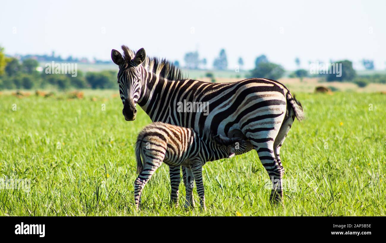 Photo zebra in natural hi-res stock photography and images - Alamy