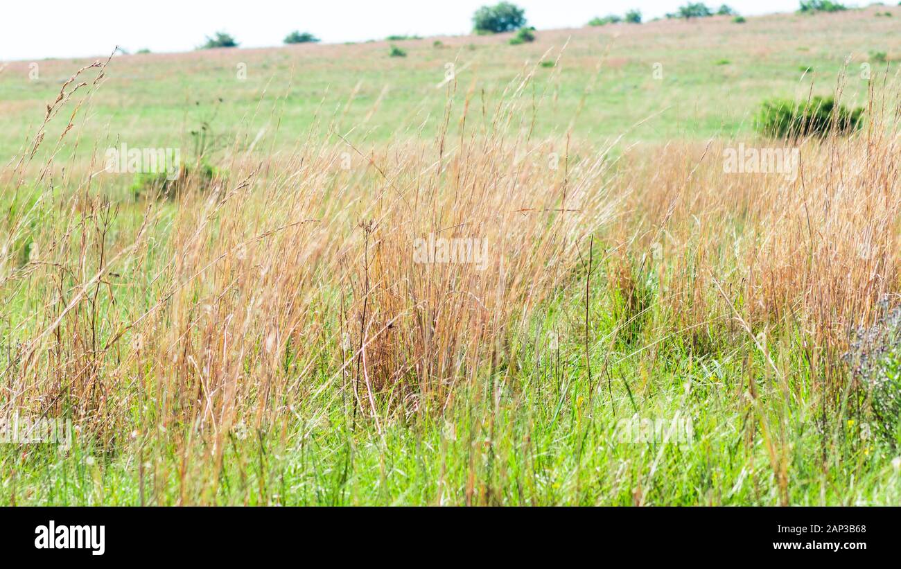 African Grass land photo with blue sky Stock Photo - Alamy