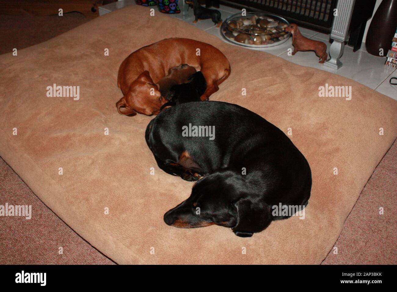 One of the world's best loved dog breeds, the Miniature Dachshund ...