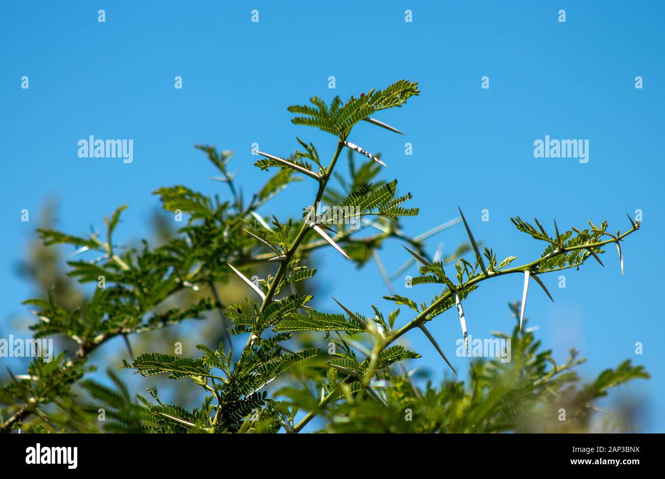 Acacia Tree Close Up
