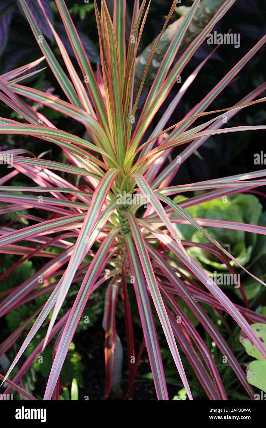 Dracaena Marginata Tricolor Care