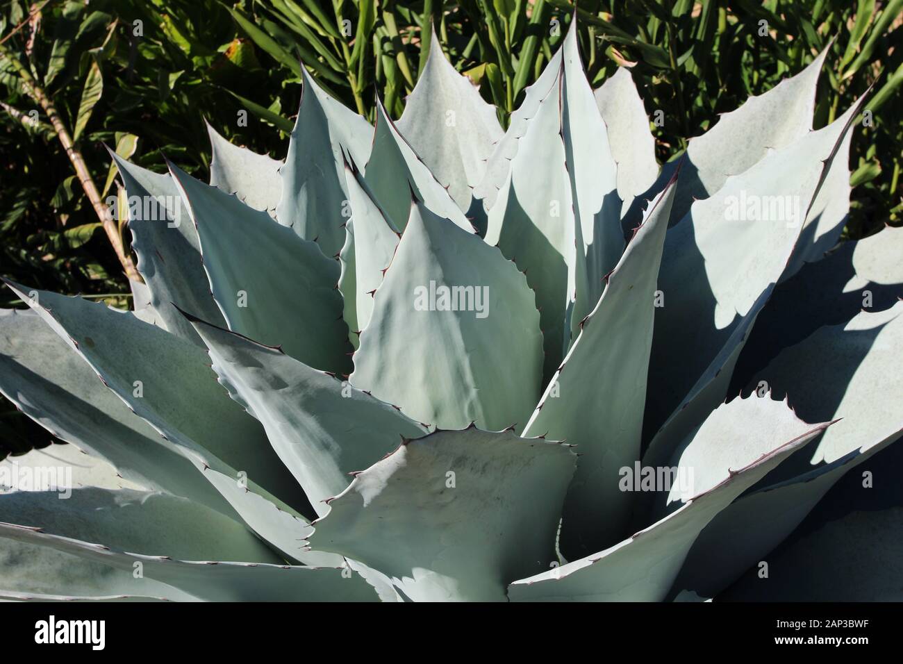 Close up, side view of an Agave ovatifolia plant in a garden in North ...