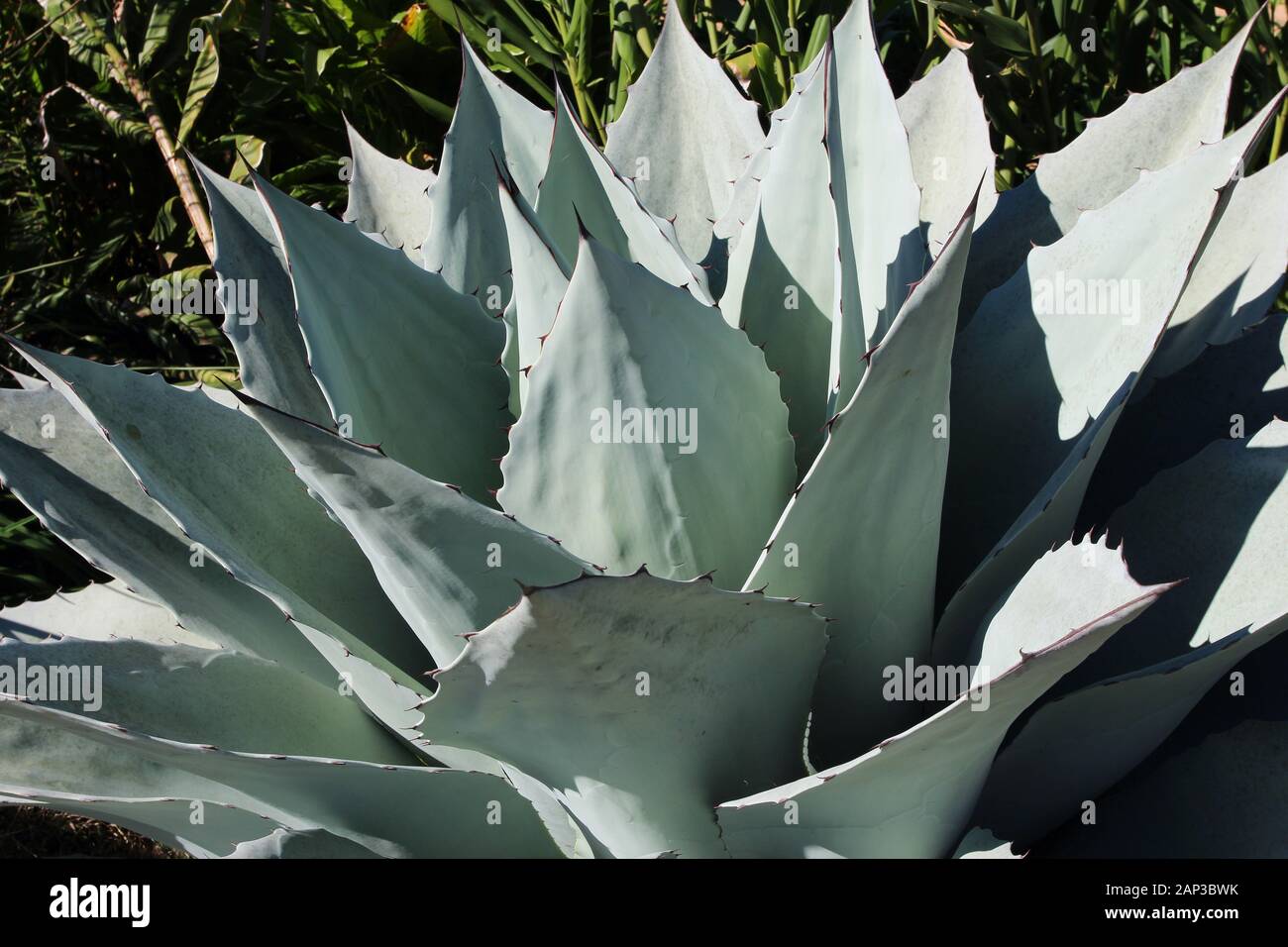 Agave ovatifolia hi-res stock photography and images - Alamy