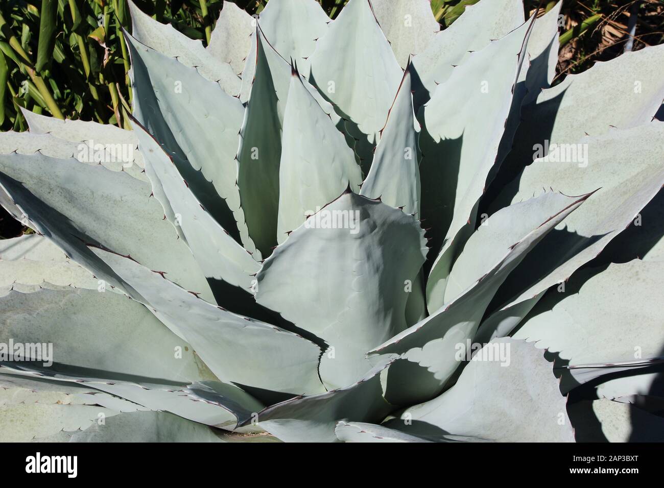 Ovatifolia agave hi-res stock photography and images - Alamy