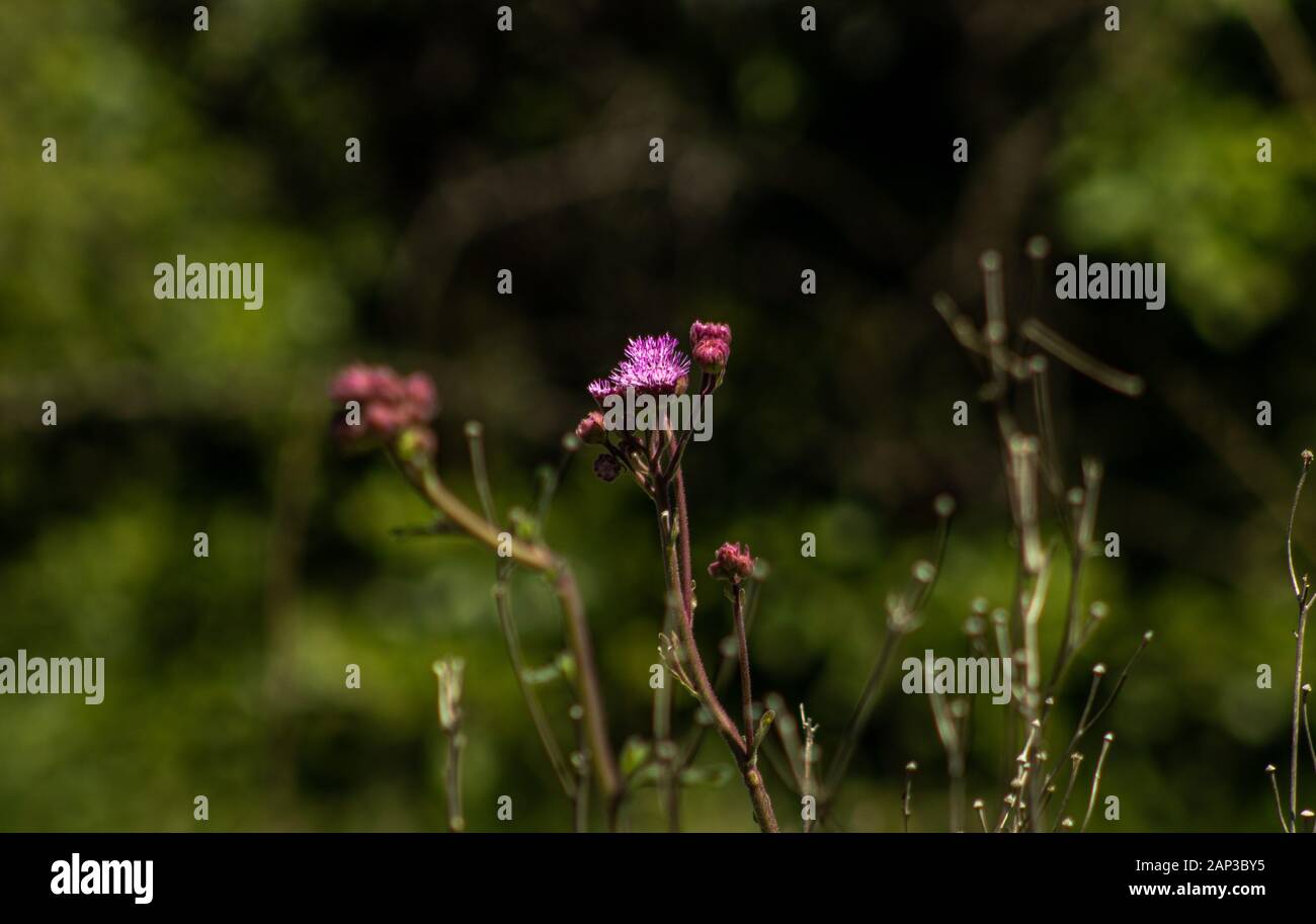 Pompom Weed with blurry background, pink purple wild flower weed Stock ...