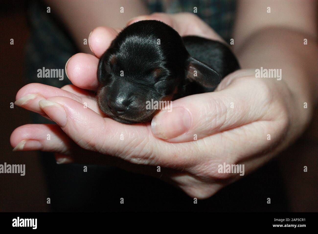 One of the world's best loved dog breeds, the Miniature Dachshund ...