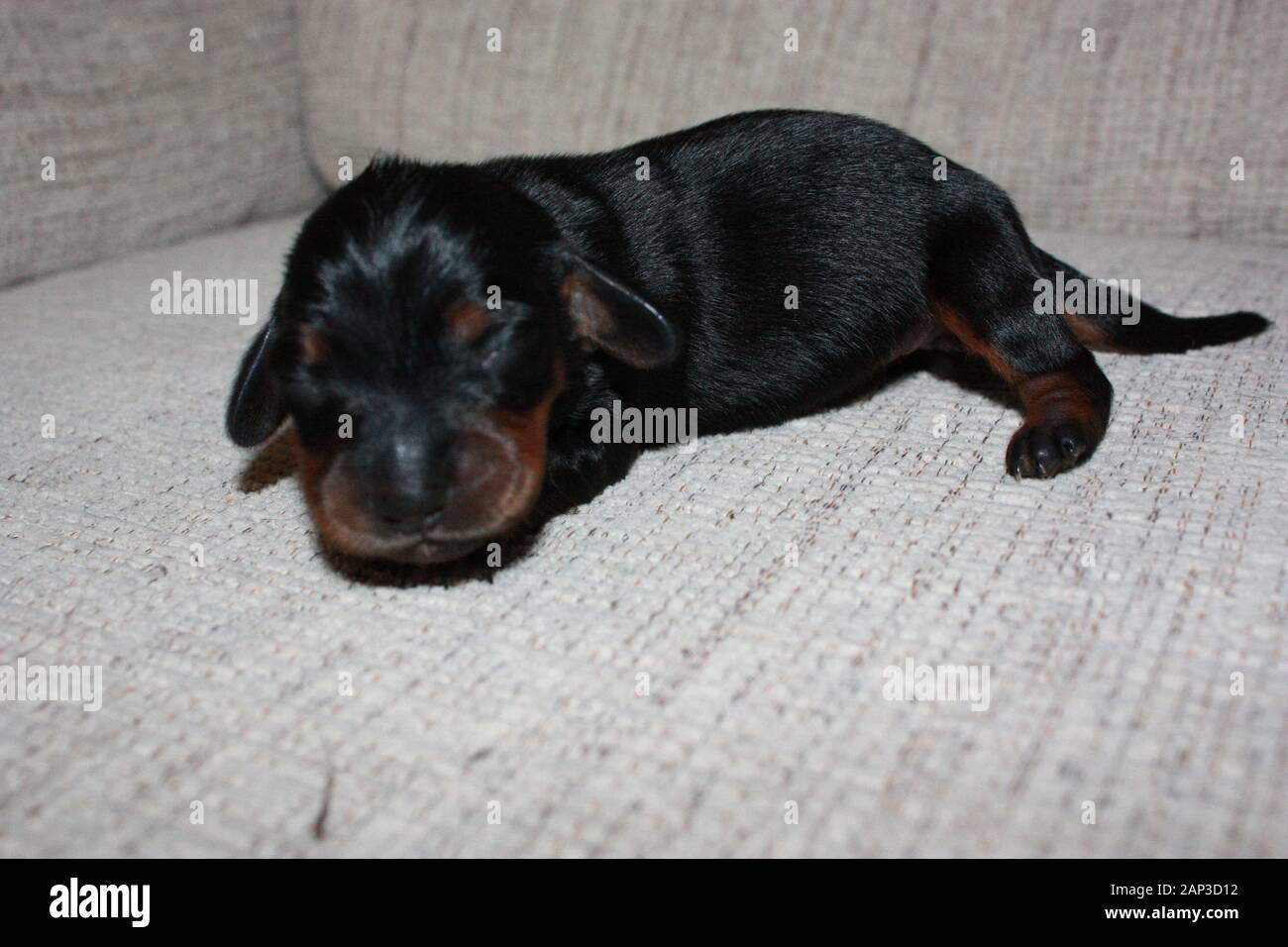 One of the world's best loved dog breeds, the Miniature Dachshund ...