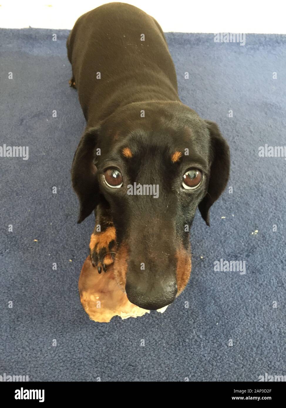 One of the world's best loved dog breeds, the Miniature Dachshund ...