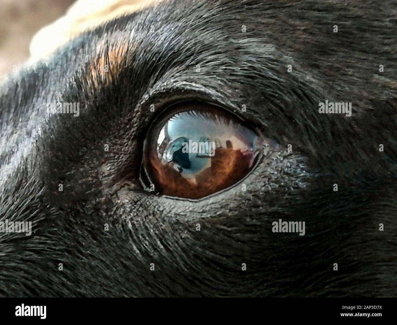 One of the world's best loved dog breeds, the Miniature Dachshund ...