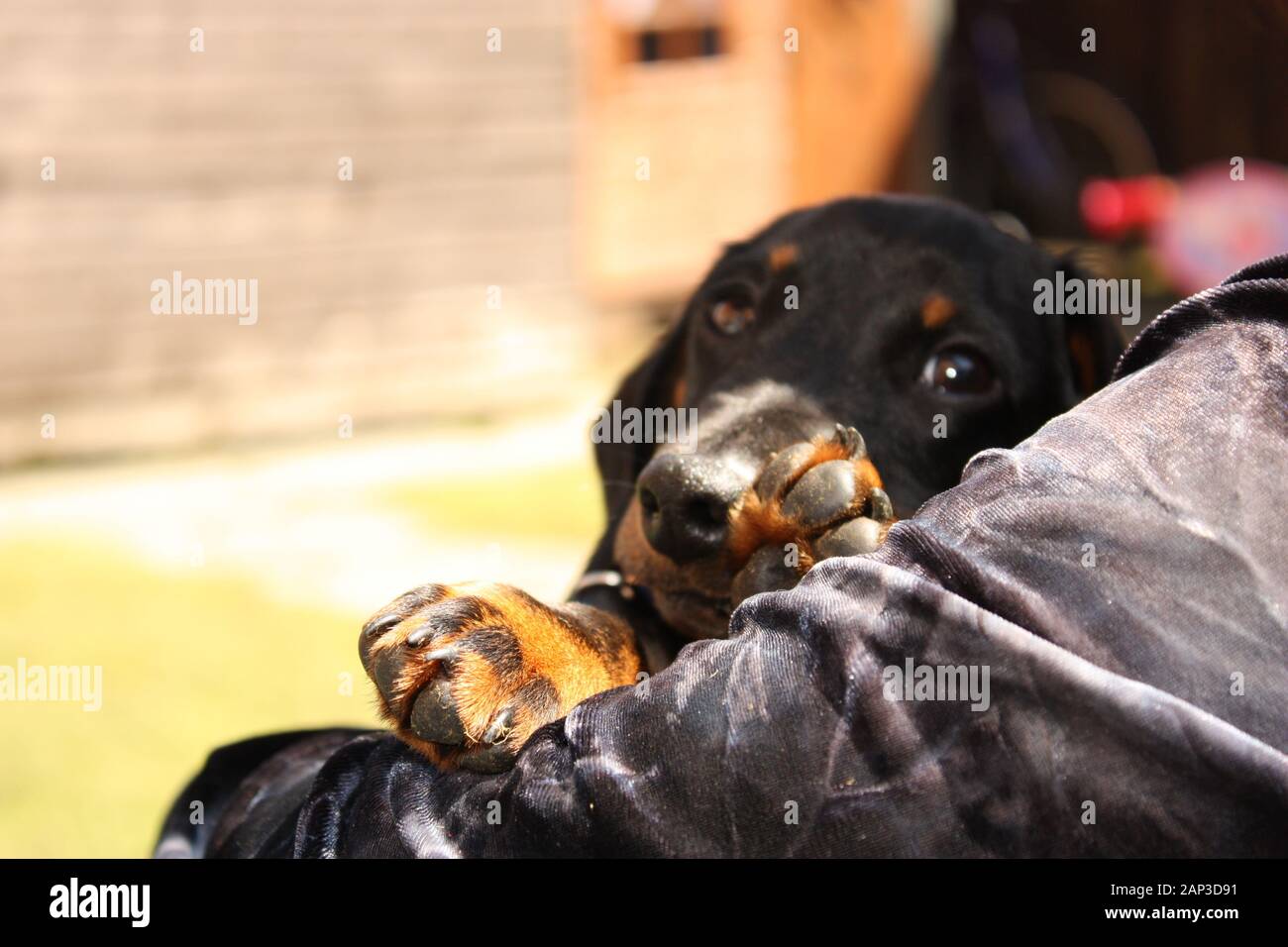 One of the world's best loved dog breeds, the Miniature Dachshund ...
