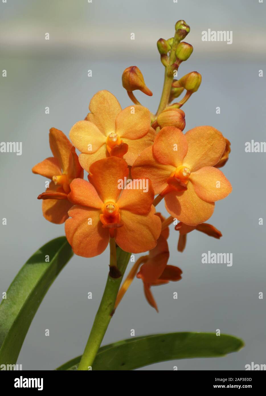 Orange color Mokara orchids on a white isolated background Stock Photo ...