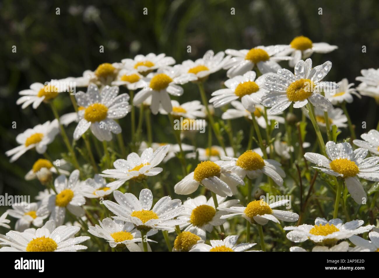 Margeriten hi-res stock photography and images - Alamy