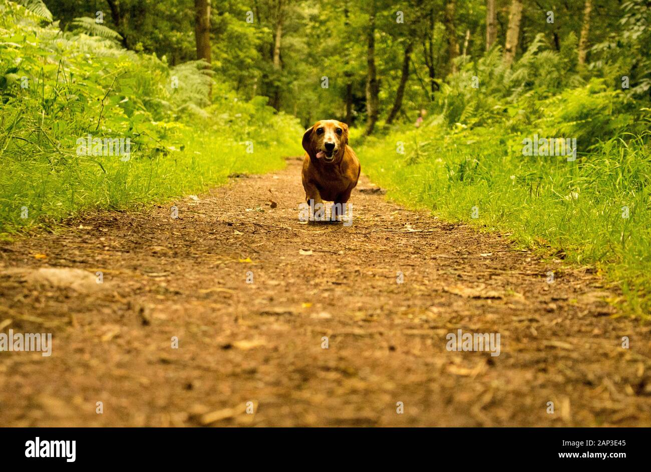 One of the world's best loved dog breeds, the Miniature Dachshund ...