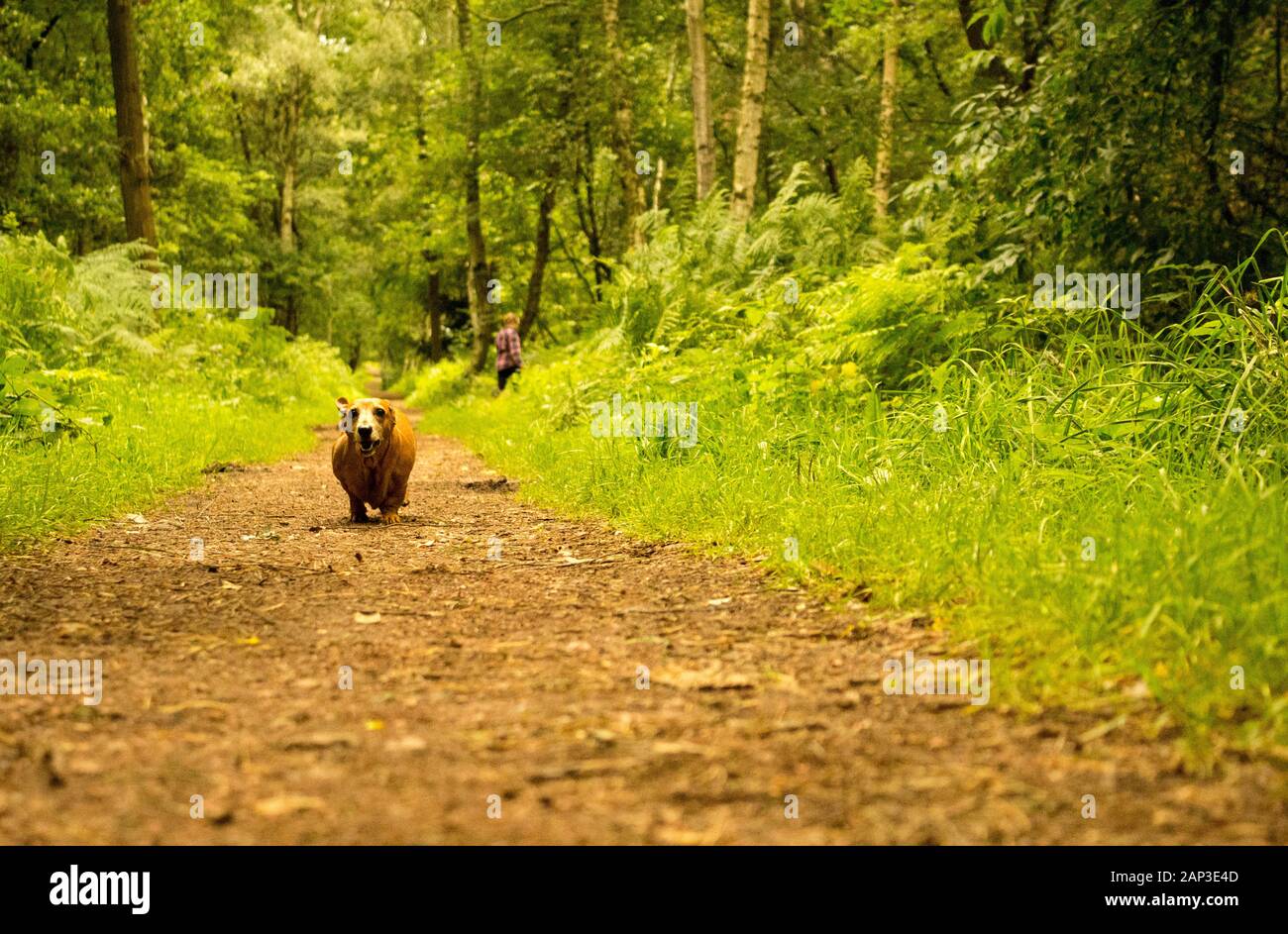 One of the world's best loved dog breeds, the Miniature Dachshund ...