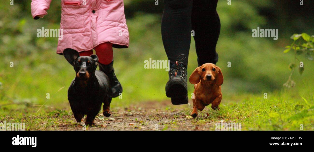 One of the world's best loved dog breeds, the Miniature Dachshund ...