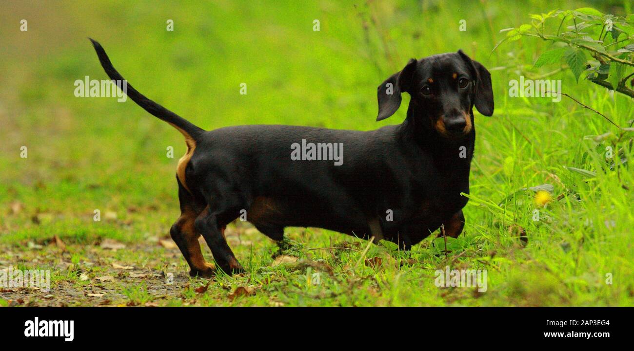 One of the world's best loved dog breeds, the Miniature Dachshund ...